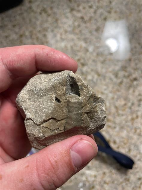 Found My First Ever Bite Sized Cephalopod Green Bay Wi Rfossilporn