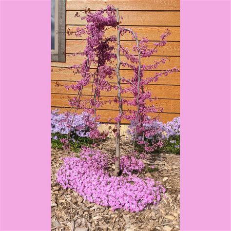 Ruby Falls Weeping Redbud Tree