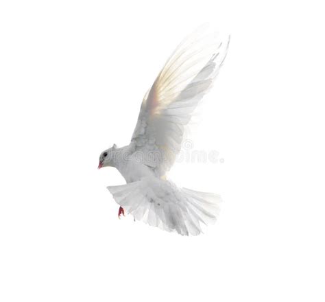 Pomba Branca Em Voo Isolada No Fundo Branco Foto De Stock Imagem De Nave Religioso