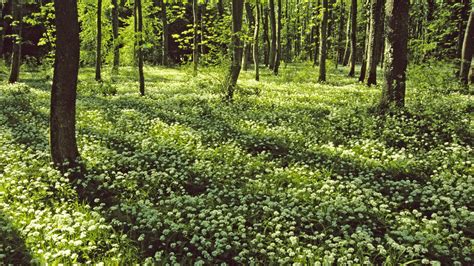 Un Psiquiatra Feliz En El Bosque Opinión De César Javier Palacios
