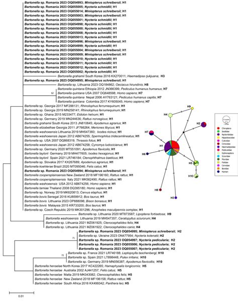 Phylogeny And Genotype Analysis Of Bartonella Sp Inferred From 16s