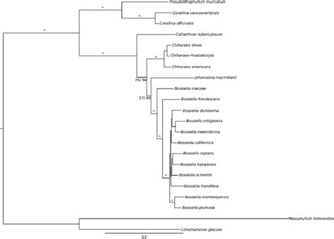 phylogram inferred by maximum likelihood ml analysis of concatenated