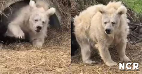 Oso Se Hace Viral Por Su Terrible Aspecto Tras Salir De Su Hibernación
