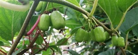 软枣猕猴桃种植技术 软枣猕猴桃的种植方法 绿宝园林网