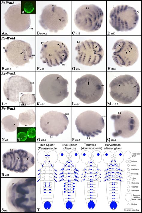 Expression Of Wnta Genes Expression Of Of Wnta In Parasteatoda Ad