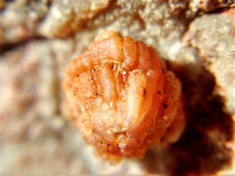 Fusulinid Specimen With Unknown Passengers Fossil Id The Fossil Forum Fusulinid Specimen With Unknown Passengers Fossil Id The Fossil Forum