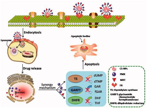 Cell Cycle Analysis Through Pi Staining Of Cells A Treated With Download Scientific Diagram
