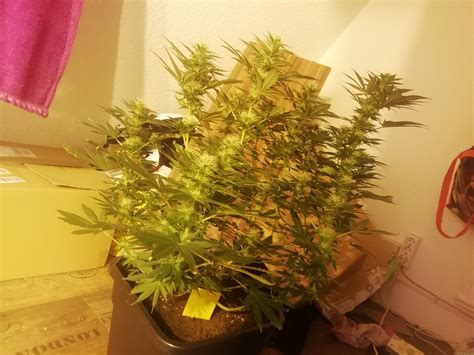 Galerie des Variétés California Indica Sensi Seeds PIC