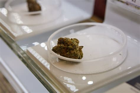 Jak marihuana medyczna może wpływać na kondycję fizyczną Desporto