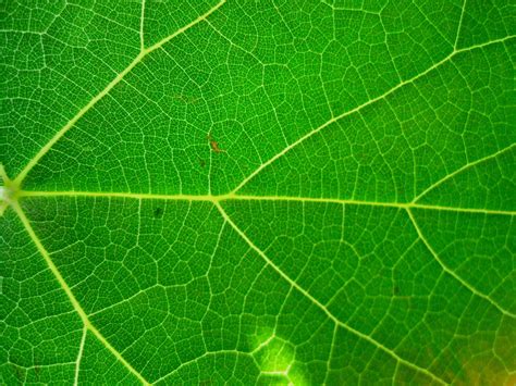Free Images Leaf Environment Foliage Green Herb Natural Soil
