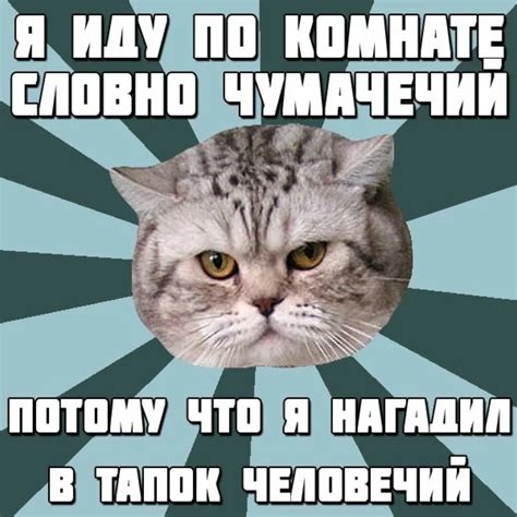 Мемы про котов поржать 49 фото