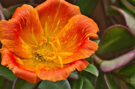 Costa Rica Flower Plant Free Photo On Pixabay Pixabay