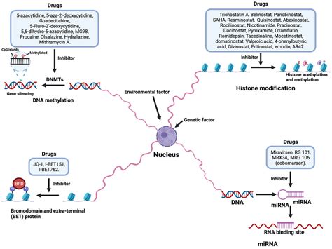 Schematic Representation Of Ra Pathogenesis Through Different
