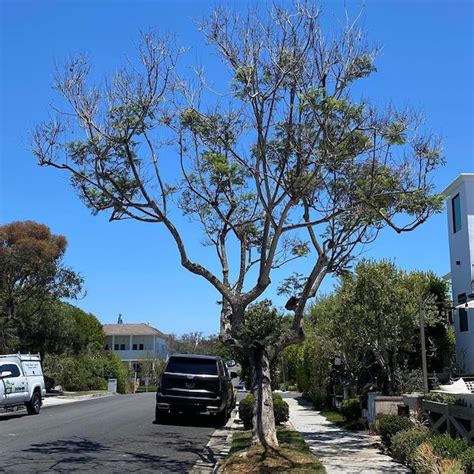 How Drainage Affects Tree Health