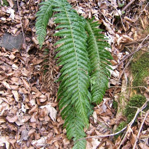 Hard Shield Fern Polystichum Aculeatum Plant Care And How To Grow Water