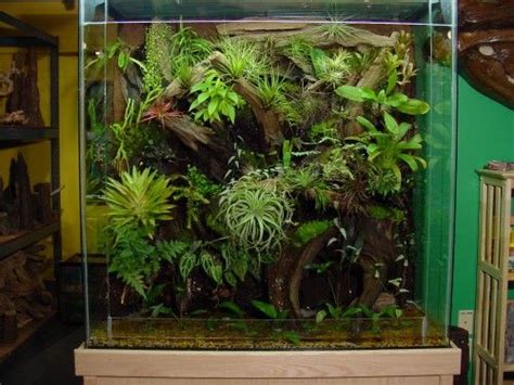 24 Best Images About Vivarium Project On Pinterest Frogs Singapore
