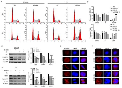 Nek2 Knockdown Led To Cell Cycle Arrest And Spindle Microtubules