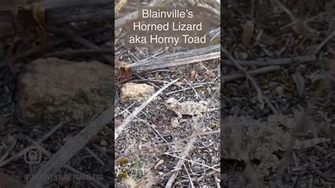 Cutest Horned Lizard Horny Toad We Saw Last Night On Our Hike Have