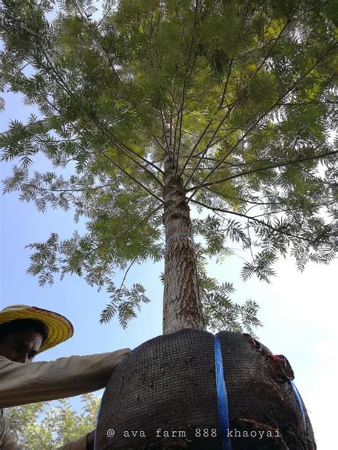 ต้นซิลเวอร์โอ๊คออสเตรเลีย ต้นไม้ต่างประเทศ Avafarm888