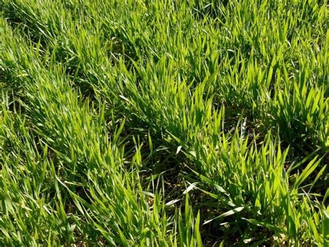 When To Plant Winter Wheat Planting Guide 2024 Northern Nester
