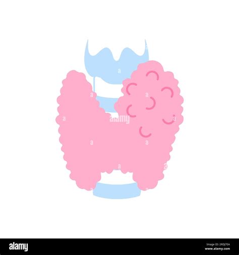 Thyroid Gland
