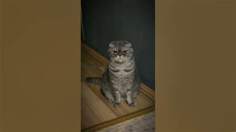 Вам чай с сахаром или моими слезами кот Youtube