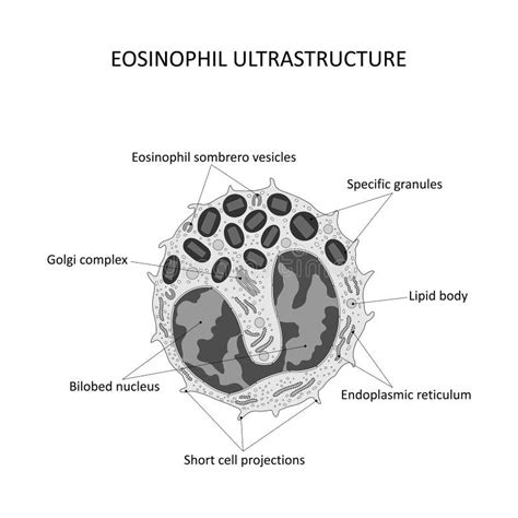 Eosinophil Ultrastructure Stock Illustrations 3 Eosinophil