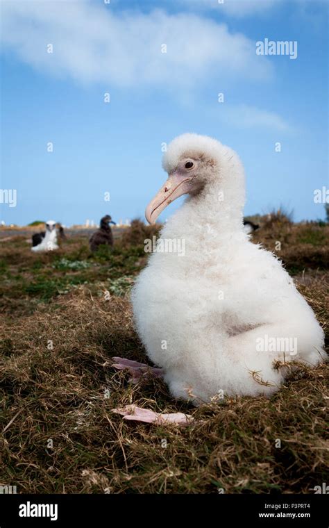 Laysan Albatross Phoebastria Immutabilis Leucistic Chick On Nest