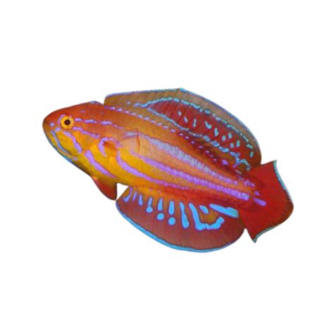 Diamond Tail Flasher Harrys Marine Life