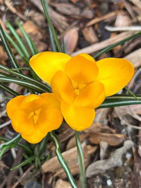 Saffron Crocus Flower Growing Spice In Your Garden Phx Gardening