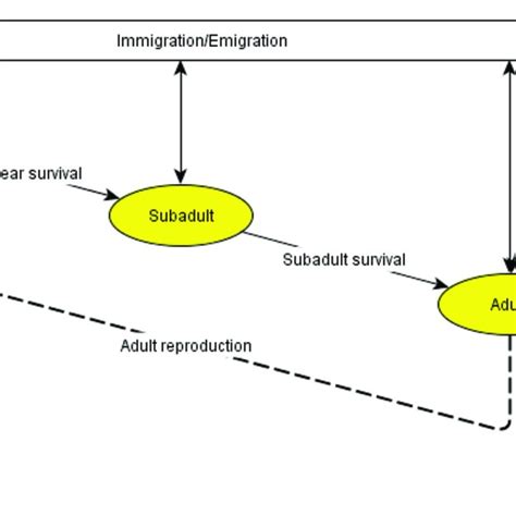 1 1 Basic Model Layout Download Scientific Diagram