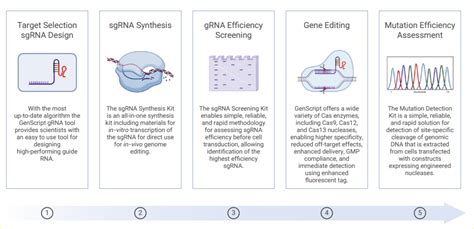 A Solution For Every Step Of The Gene Editing Workflow