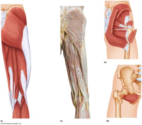 Posterior Hip And Thigh Diagram Quizlet