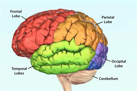 Frontal Lobe Functions Disorders And Health Tips