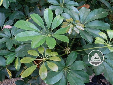 Schefflera Octophylla About Plants