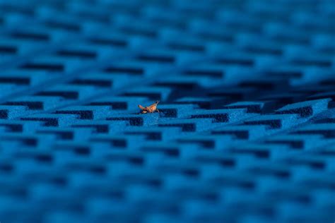 Tiny Grasshopper By Lamaholly On Deviantart