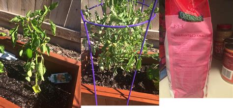 Plant Health Did I Over Fertilize My Vegetable Garden Gardening