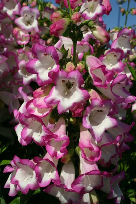Penstemon Pensham Laura Flowers Plants Garden
