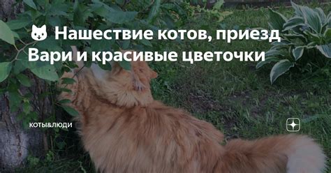 🐱 Нашествие котов приезд Вари и красивые цветочки КотыandЛюди Дзен