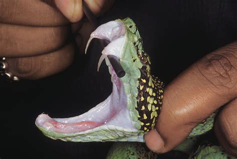 트리메르수루스 말라바리쿠스 말라바르 피트 독사 노출된 송곳니를 보여주는 입을 벌리고 이 뱀의 머리를 클로즈업합니다 나무에 대한 스톡 사진 및 기타 이미지 Istock