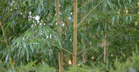 有关分公司 叢林 增長 外来植物 天性 寧靜 成熟 戶外 景觀 林場 森林 植物的 植物群 植被 樹 灌木