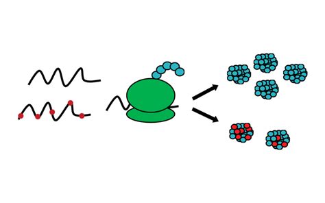Reddy Lab Publishes New Research Describing The Effects Of Inosine