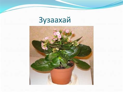 цэцэг арчлах арга