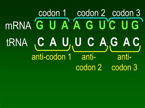 Ppt Protein Synthesis Powerpoint Presentation Free Download Id3840577