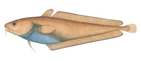 돌대구 Japanese Codling Physiculus Japonicus Hilgendorf 1879