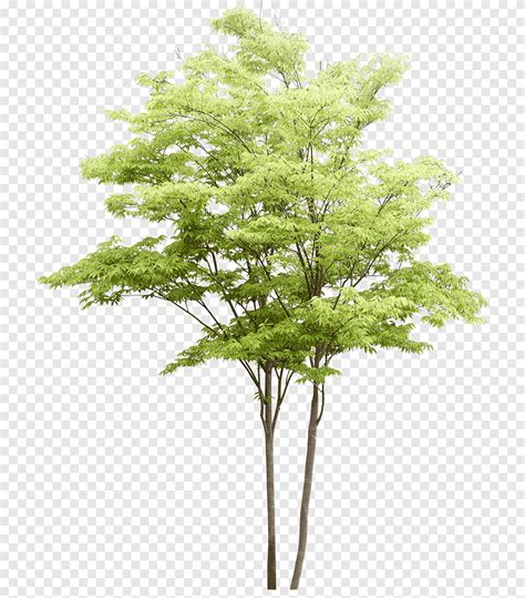 Populus Nigra Tree Watercolor Painting Landscape Architecture Trees Pattern Green Leafed Tree