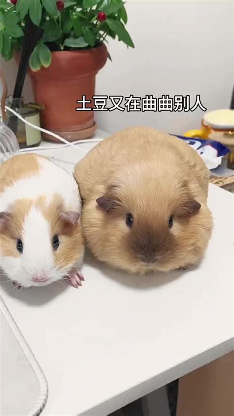萌寵樂園 土豆不是胖，只是虛胖😂 熱門推薦 萌寵 萌寵搞笑 可愛 豚鼠 天竺鼠 可愛い 萌寵搞笑合集 萌寵日常記錄 Instagram