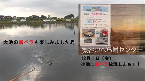 兎谷津へら鮒センター新べらに癒されたい小池も新べら放流します YouTube