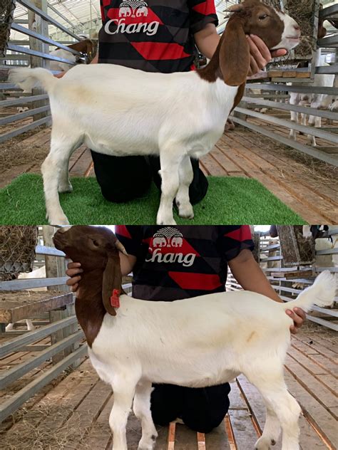 Pp Ranch ดญppr082🇿🇦อายุ3 เดือน🇿🇦 ยังว่างนะจ๊ะ🚩 พ่อ