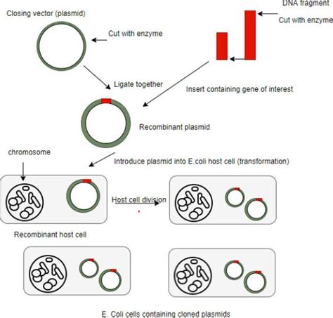 1975 Introduction Of The First Recombinant Dna Technology Paving The Way For Genetic